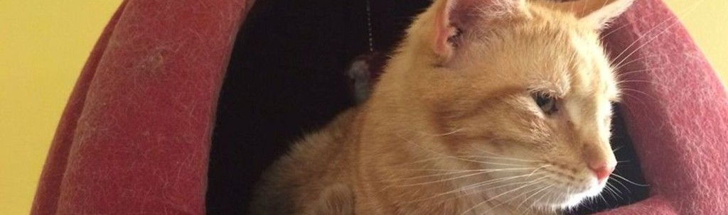 ARFP | Animal Rescue and Foster Progam